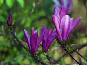 A Quick Guide To Magnolia Susan - StumpBustersLLC