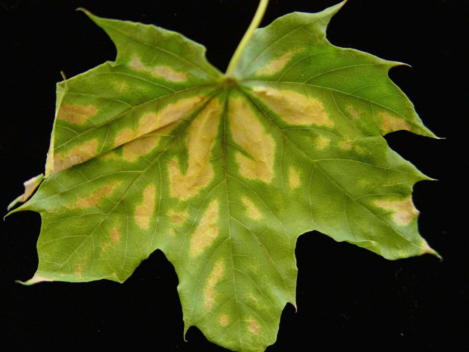 A Look At Several Maple Tree Diseases - StumpBustersLLC