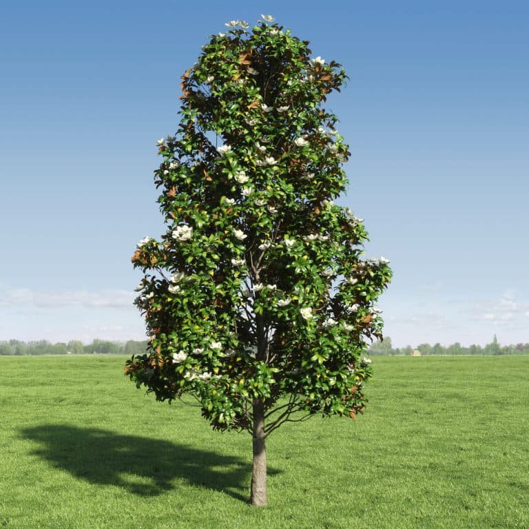 Planting and Growing a Southern Magnolia Tree - StumpBustersLLC
