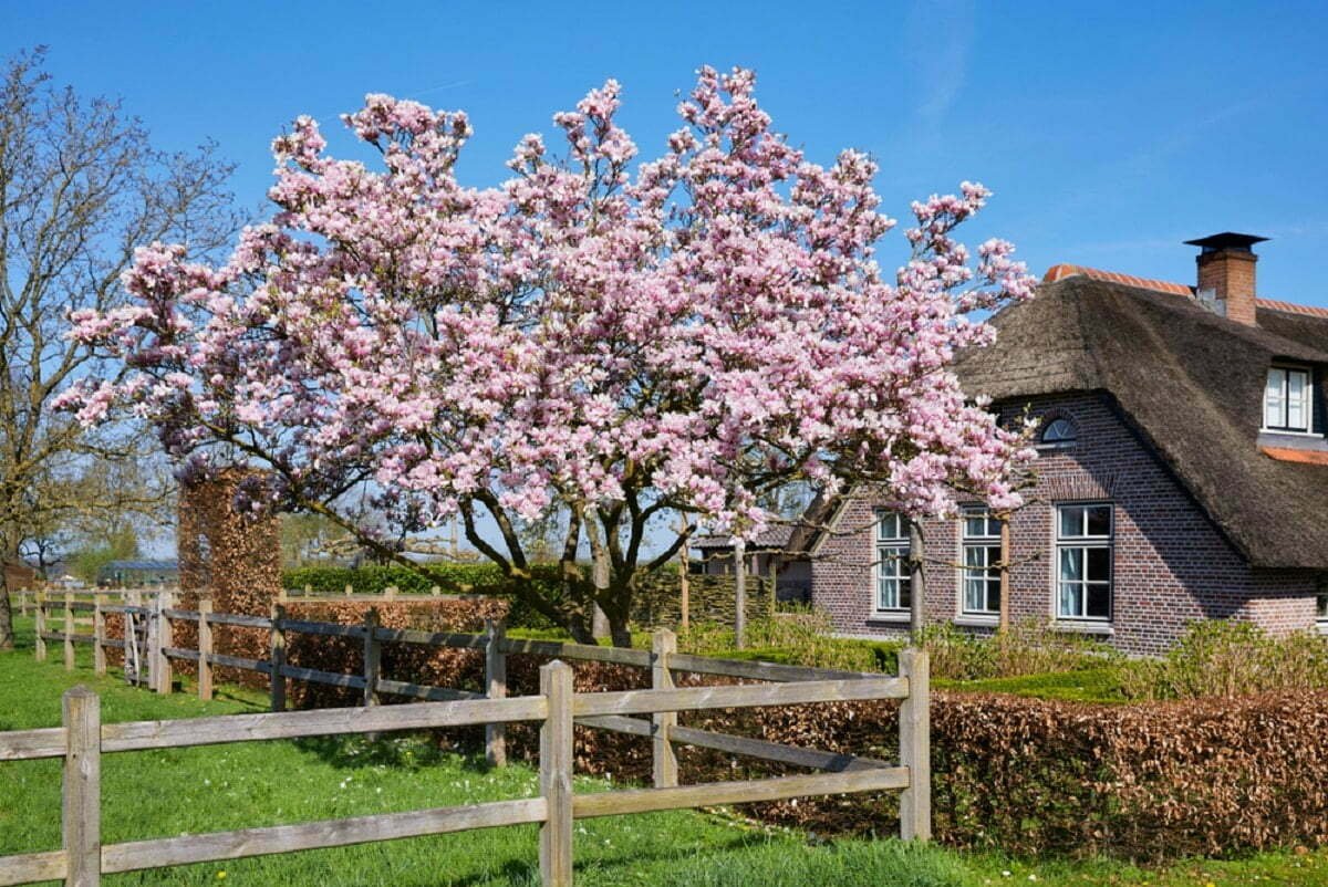 Facts About the Tulip Magnolia Tree - StumpBustersLLC