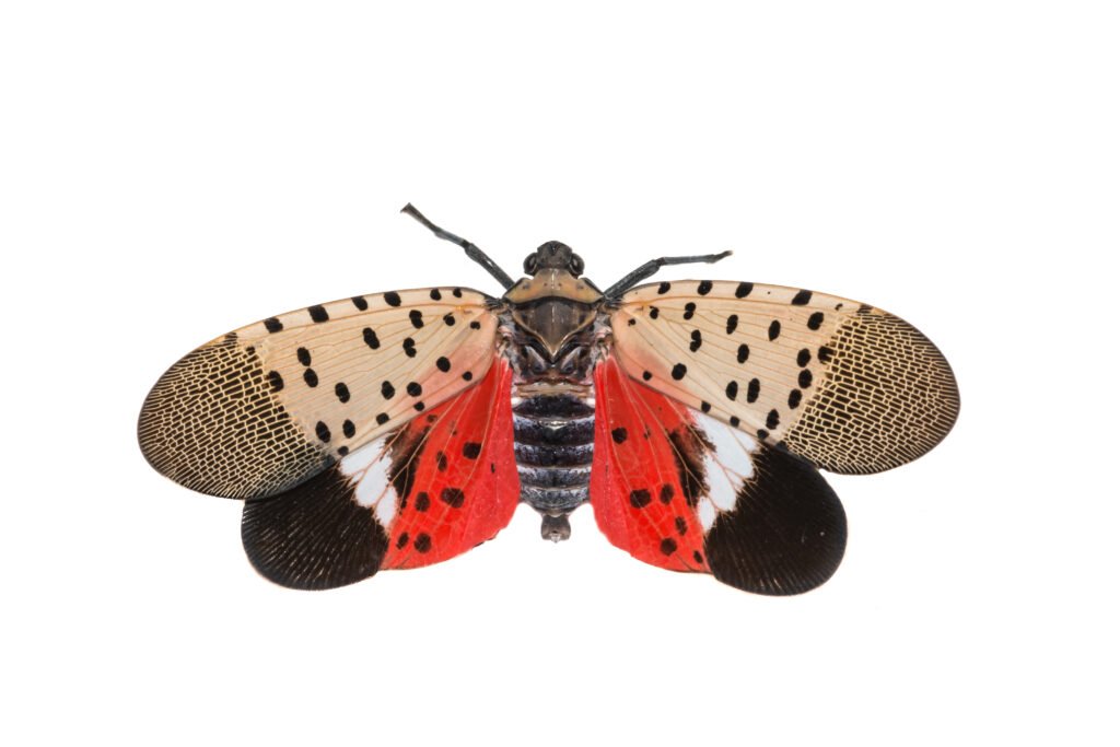 Preparing for the Spotted Lantern Fly Invasion: What Homeowners Should ...