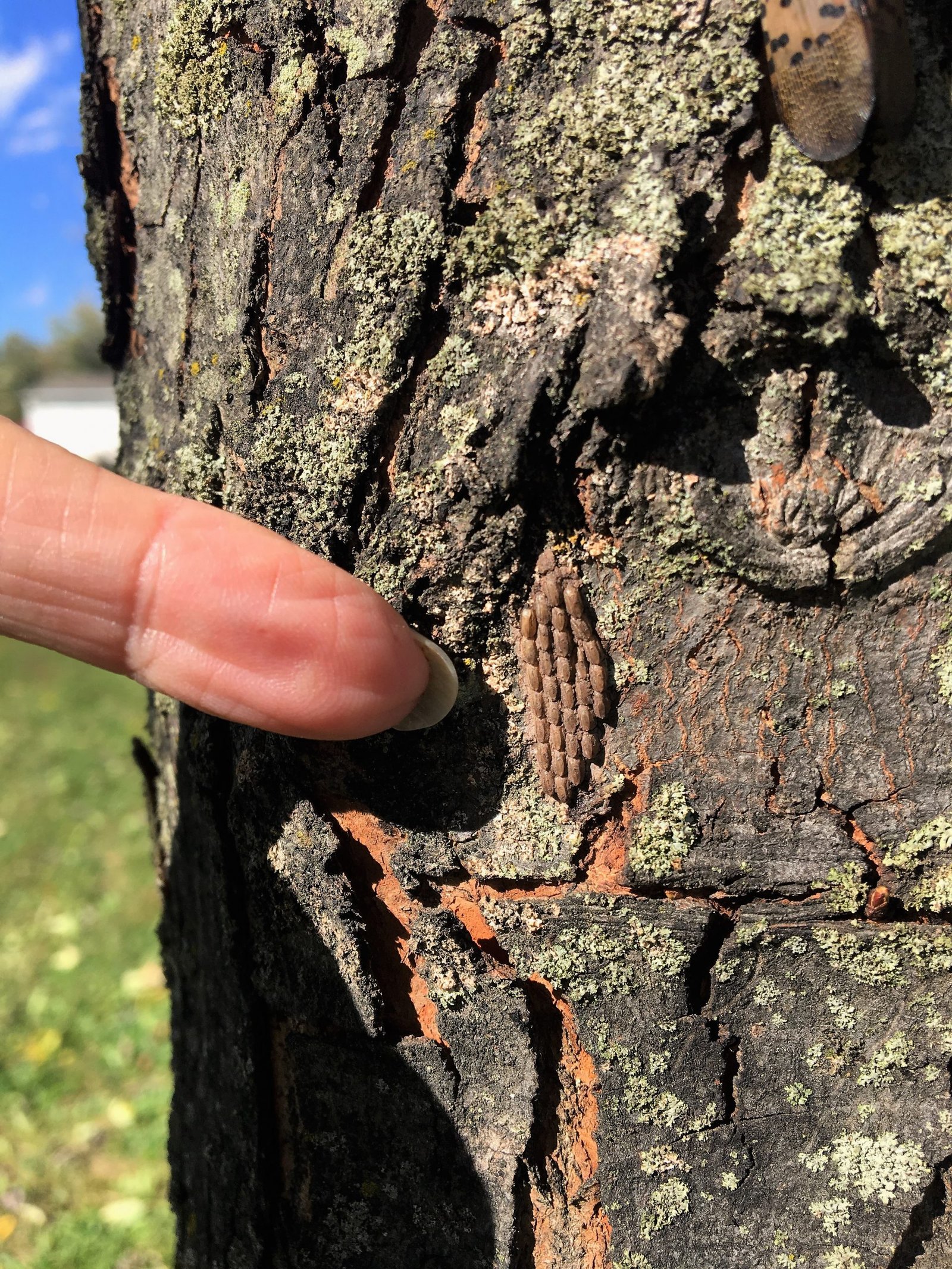 Preparing for the Spotted Lantern Fly Invasion: What Homeowners Should ...